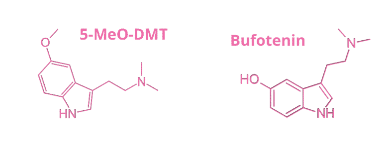 The Seeker’s Guide to Bufo alvarius - EntheoNation