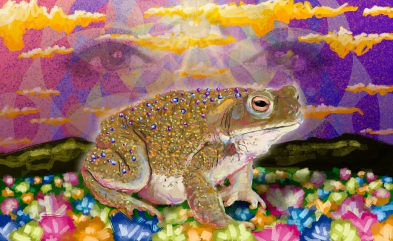 The Seeker’s Guide to Bufo alvarius - EntheoNation