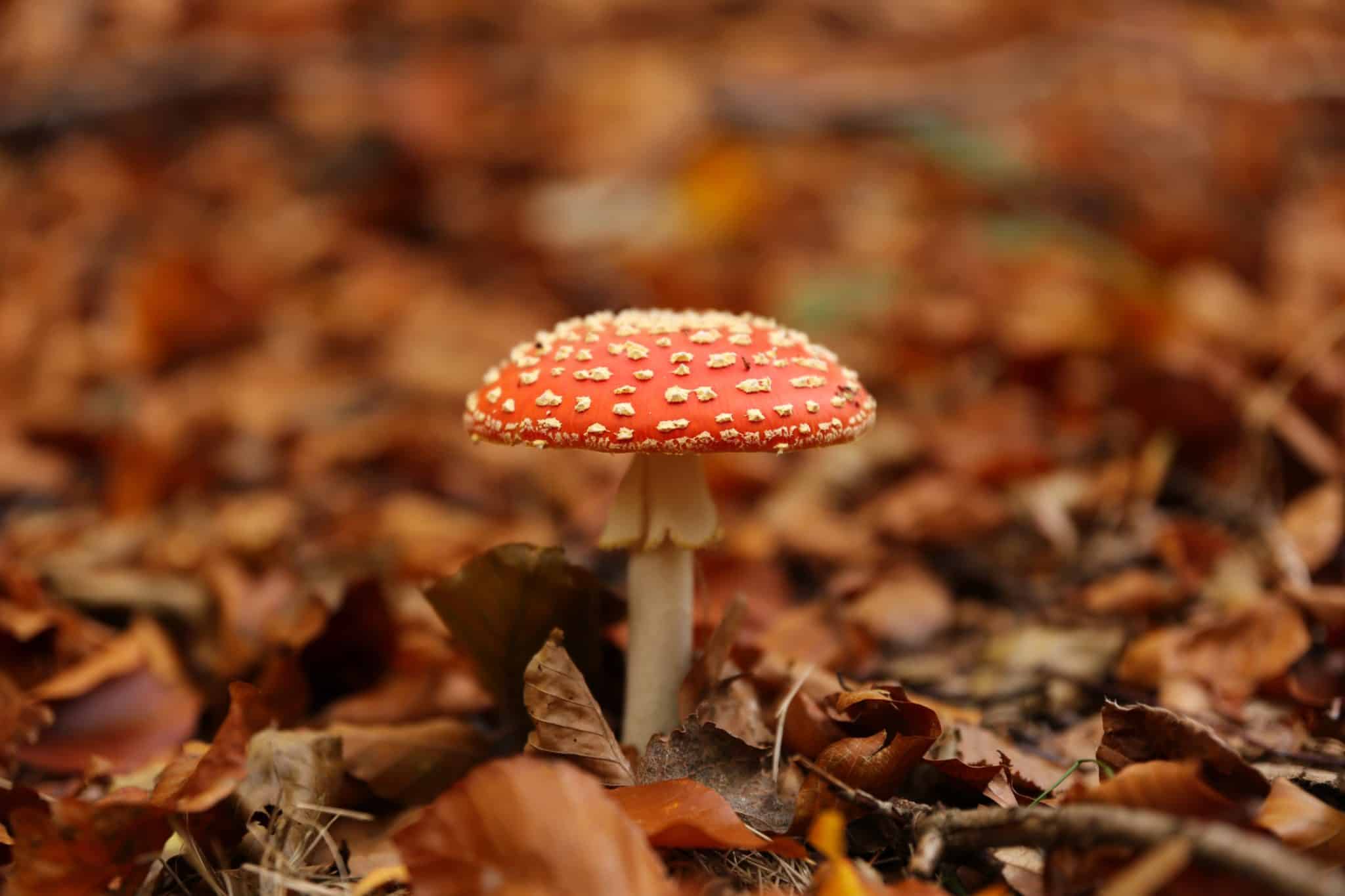 How to Find Magic Mushrooms in the Wild - EntheoNation